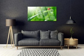 Obraz na skle Tráva Beruška Příroda 100x50 cm