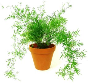 Pokojová rostlina Asparagus sprengeri, průměr 12 cm