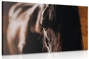 Obraz majestátní kůň - 90x60 cm