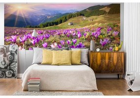 DIMEX | Panoramatická vliesová fototapeta na zeď Krokusy na jaře MP-2-0064  | 375 x 150 cm | fialová, zelená, vícebarevná