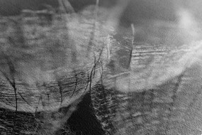 Obraz černobílá makro pampeliška na pozadí Varianta: 120x80