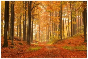 Fototapeta Podzimní les 104x70