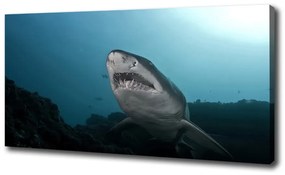 Wallmuralia Foto obraz na plátně Velký žralok 100x50