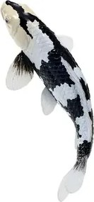 Mojo Kapr koi shiro utsuri / od 3 let