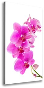 Wallmuralia Vertikální Foto obraz na plátně Růžová orchidej 50x100