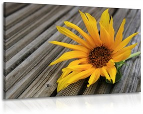 Malvis ® Obraz slunečnice - dřevo Velikost (šířka x výška): 60x40 cm