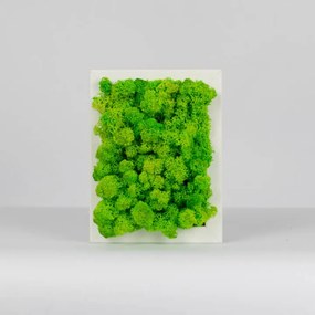 Mechový obraz | 18x13 cm | světle zelený - bílý rám