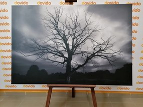 Obraz černobílý strom na louce - 120x80 cm