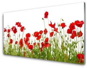 Plexisklo-obraz Louka Máky Květiny Příroda 100x50 cm