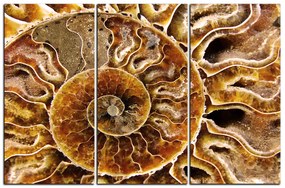 Obraz na plátně - Textura fosílie 1174B (150x100 cm)