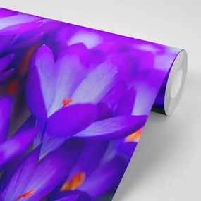 Samolepící fototapeta kvetoucí fialový šafrán