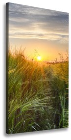 Wallmuralia Vertikální Foto obraz canvas Pole pšenice 50x100