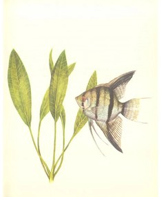 Echinodorus bleherae