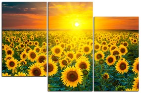Obraz na plátně - Slunečnicová pole při západu slunce 1199D (135x90 cm)