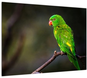 Skleněný obraz papouška na větvi (70x50 cm)