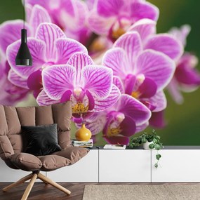 Fototapeta Kytice Orchidejí Omyvatelný vlies 312x219