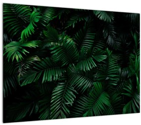 Obraz - Tropické kapradí (70x50 cm)