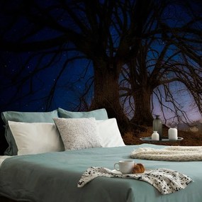 Samolepící tapeta stromy v noční krajině - 150x100 cm