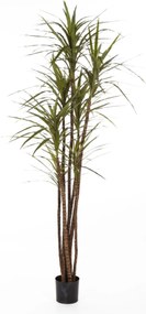Dracaena Magenta umělá V 180 cm