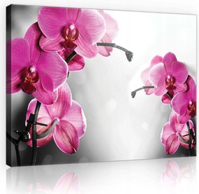 Obraz 80x60 Růžové orchideje ve skandinávském stylu – Jemný akcent