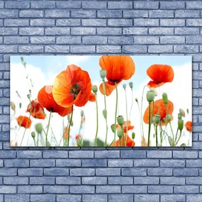 Plexisklo-obraz Květiny Máky Louka Pole Příroda 120x60 cm