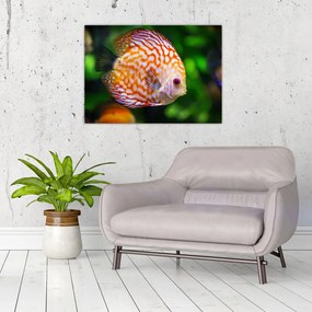 Obraz ryby (70x50 cm)