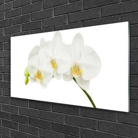 Obraz na skle Orchidej Výhonky Květiny Příroda 100x50 cm