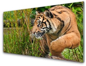 Obraz na skle Tygr Zvířata 100x50 cm