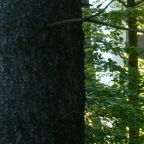 Malvis Tapeta Lesní pohoda Vel. (šířka x výška): 144 x 105 cm