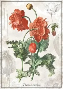 INTERDRUK Puzzle Botanic: Vlčí mák / 1000 dílků / rozměr 48 × 67 cm