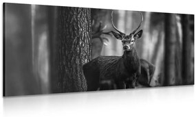 Obraz jelen v lese v černobílém provedení