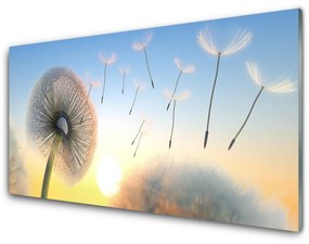 Obraz na skle Pampeliška Květiny 120x60 cm