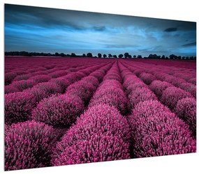 Obraz květinového pole (100x70 cm)