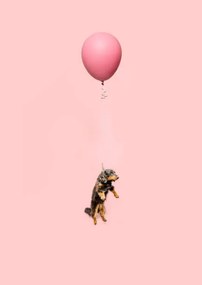 Fotografie Cute dog tied to a balloon and floating, Ian Ross Pettigrew