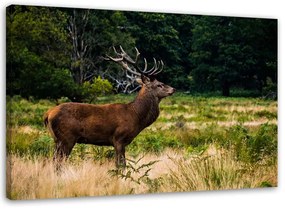 Gario Obraz na plátně Řvoucí jelen Rozměry: 60 x 40 cm