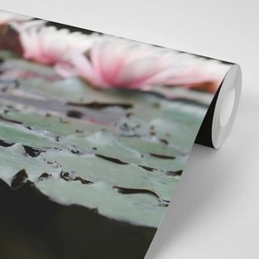 Samolepící fototapeta lotosový květ