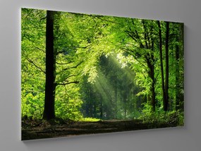 Liox Obraz cesta lesem Rozměr: 120 x 80 cm