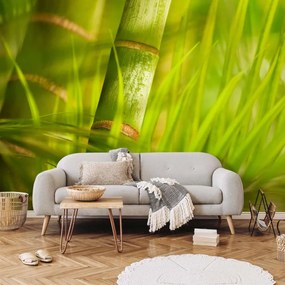Fototapeta Orient - relaxační rostlinný motiv se zvýrazněnými listy a bambusy