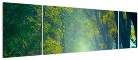 Obraz cesty lemované stromy (170x50 cm)