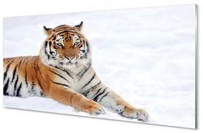 akrylový obraz Tiger winter 100x50 cm