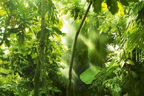 DIMEX | Samolepicí vliesová fototapeta na zeď Tropický les MA-5-1580 | 375 x 250 cm | zelená