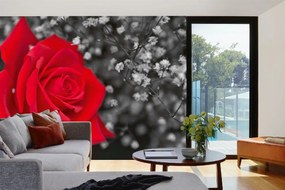 DIMEX | Samolepicí vliesová fototapeta na zeď Červená růže, černobílá MA-5-1404 | 375 x 250 cm | červená, černá, šedá