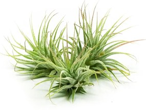 Gardners Tillandsia ionantha green, mini