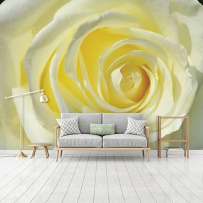 Fototapeta - Nažloutlá růže (152,5x104 cm)
