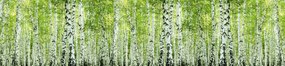 DIMEX | Fototapeta do kuchyně Jarní březový háj KI-260-193 | 260 x 60 cm | zelená, černá, bílá