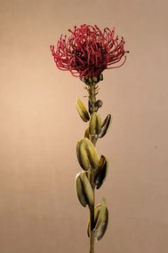 Paramit DRY SMALL PROTEA Aranžovací květina červená 61 cm