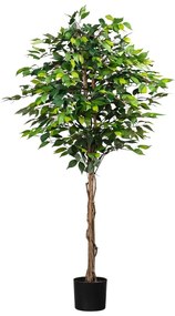 Gasper Ficus Benjamin 180cm (plastový obal)