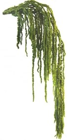 Amaranthus Green - zelená