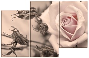 Obraz na plátně - Růže a uschlé rostliny 1225FD (135x90 cm)