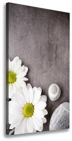 Wallmuralia Vertikální Moderní obraz canvas na rámu Gerbera 50x100